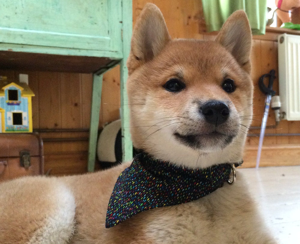 Sewing Pattern – PDF Download – Over the Collar Dog Bandana - Etsy