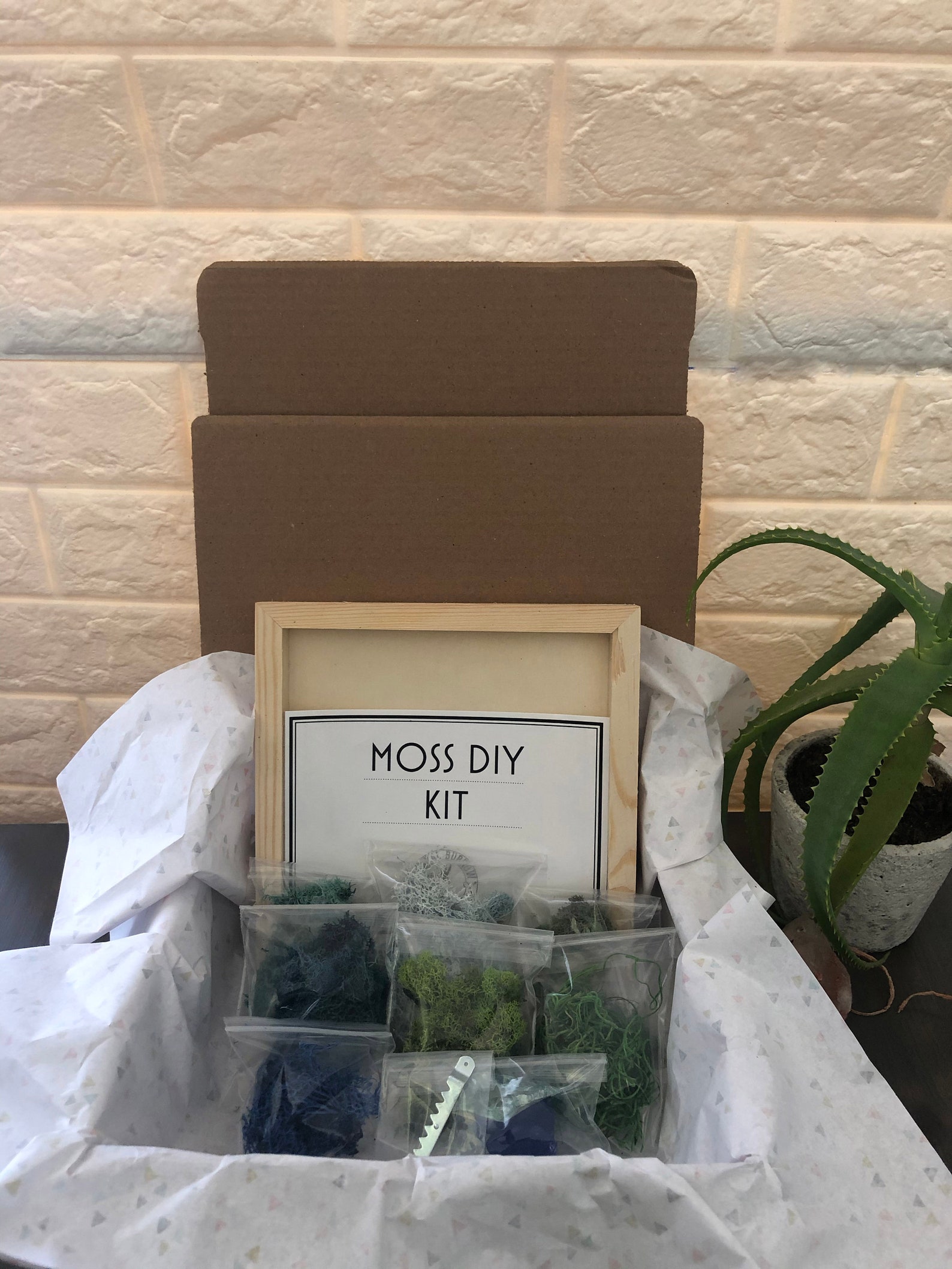 Moss DIY Kit DIY Gift Adult DIY Kit Kid diy Moss Box | Etsy