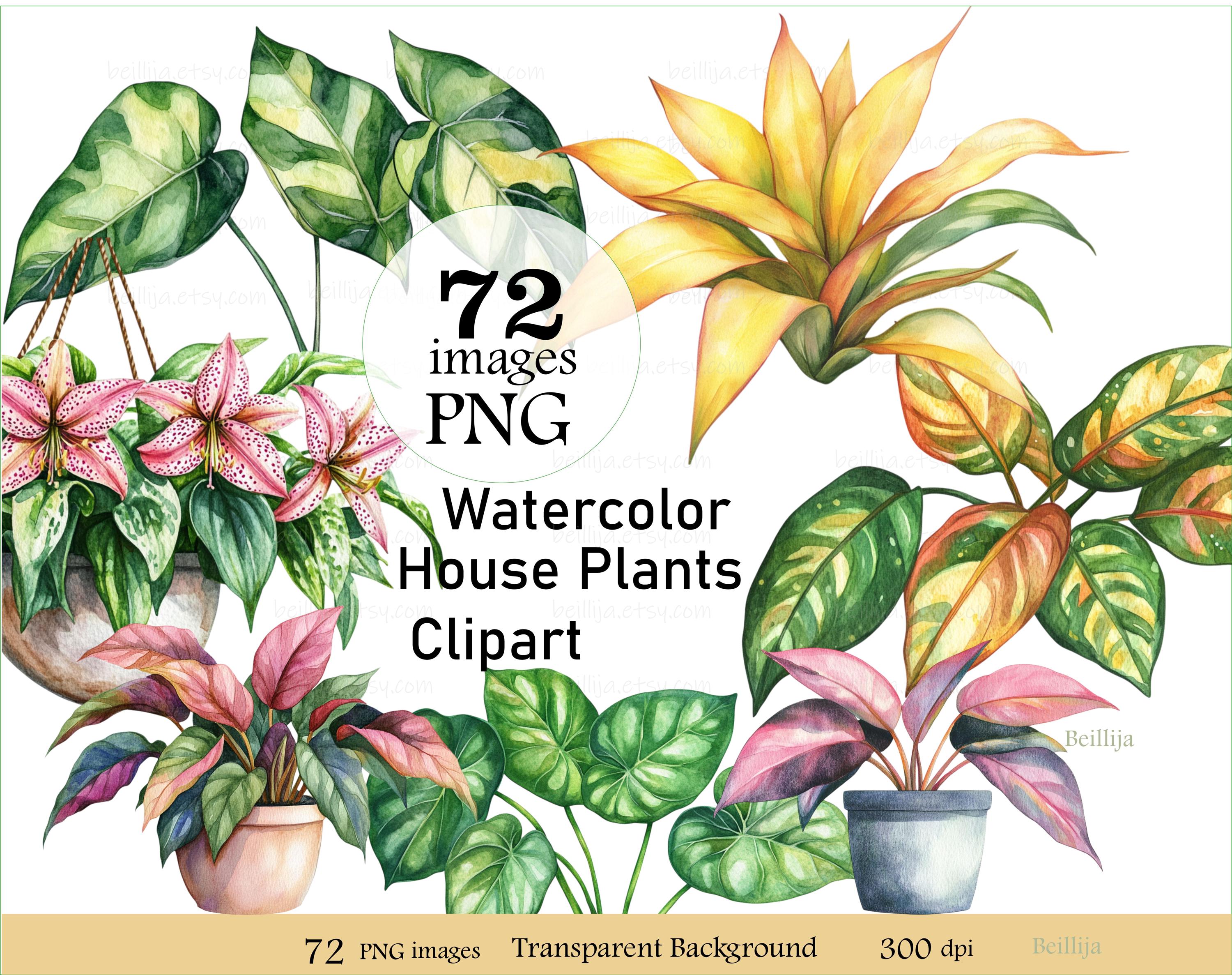 Watercolor House Plants Clipart, Anthurium, Golden Jewel Orchid ...