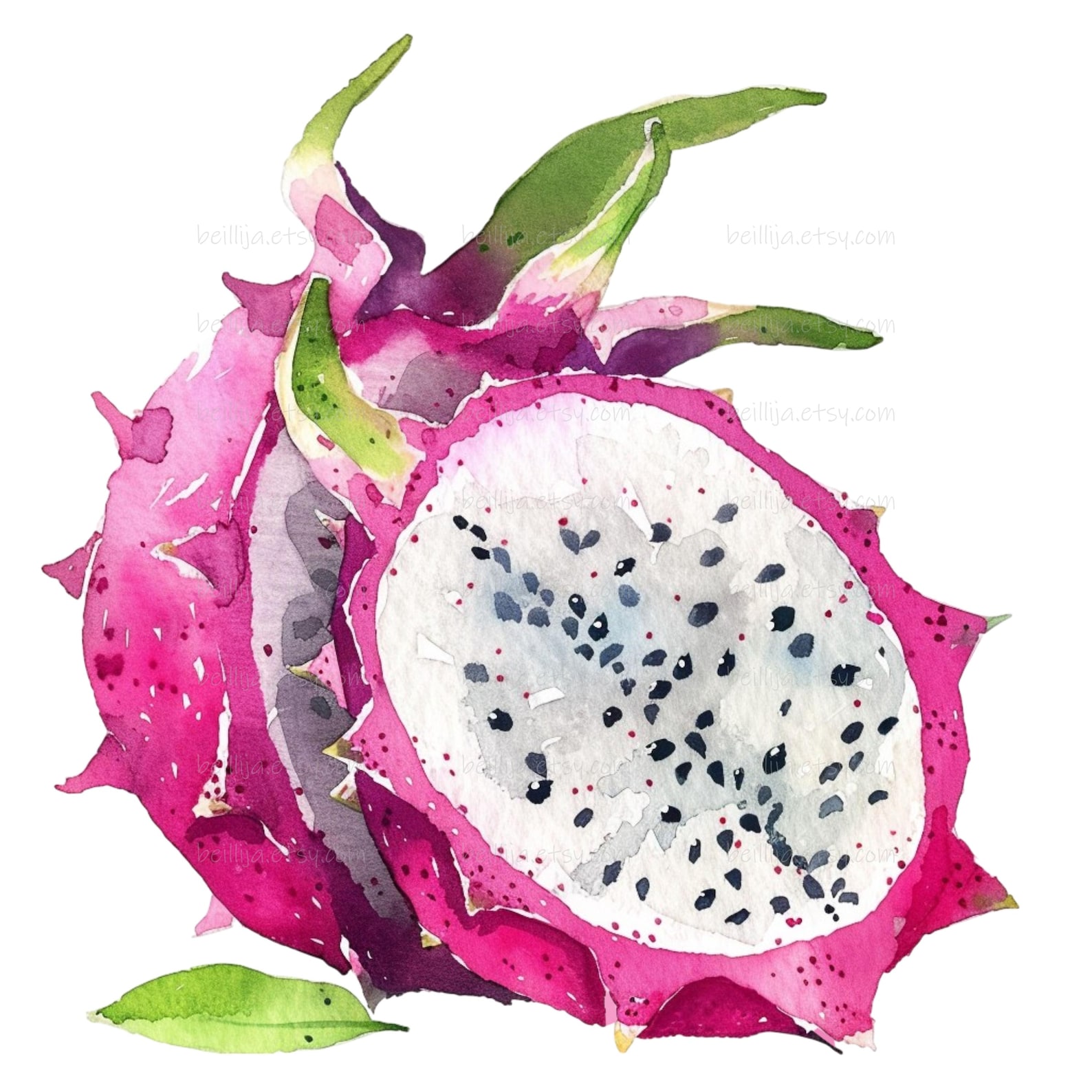 Watercolor Dragonfruit Clipart: Tropical Fruit 11 Pngs (digital ...