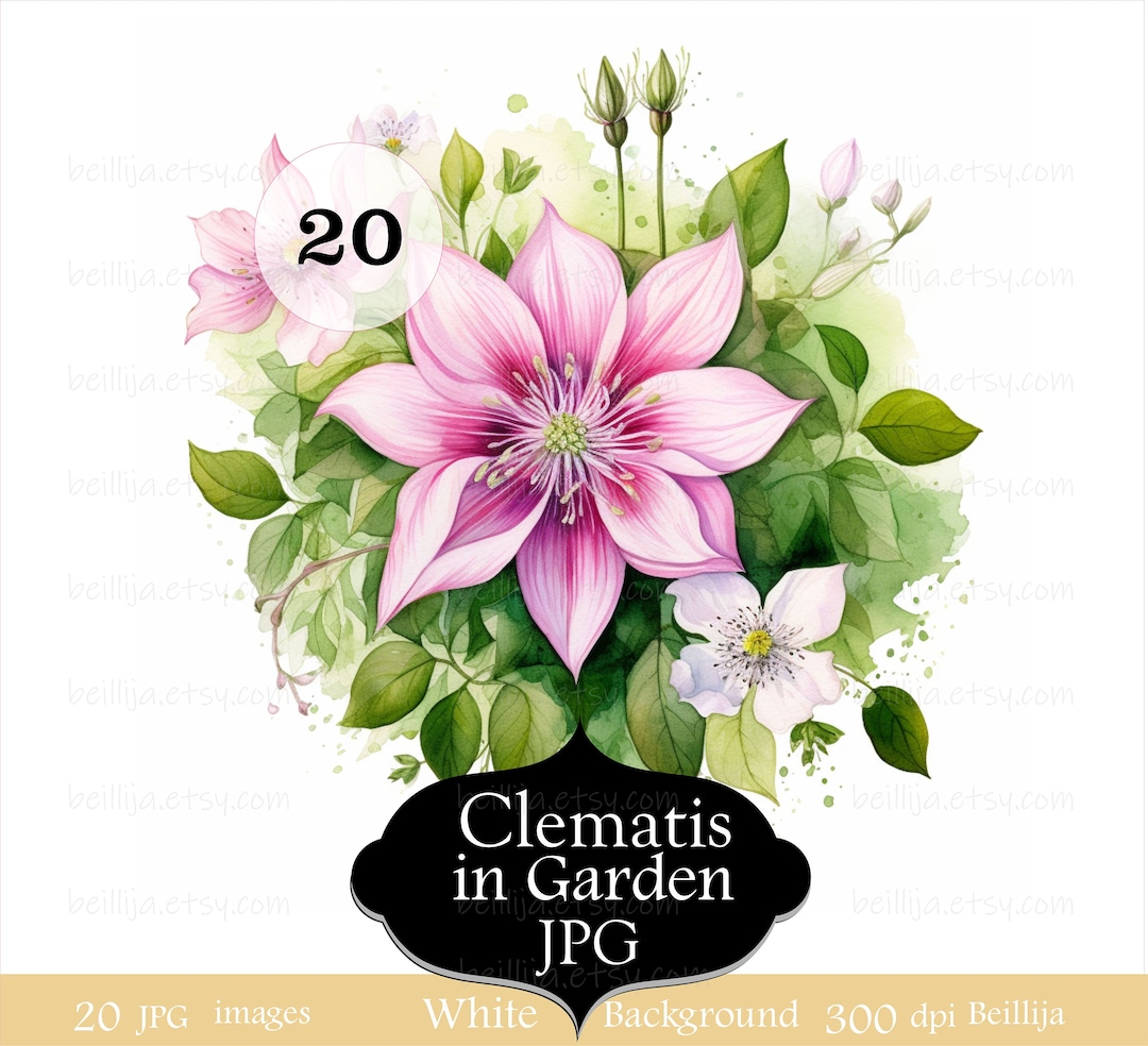 20 Pink Clematis Clipart, Flowers Printable Watercolor Clipart, High ...