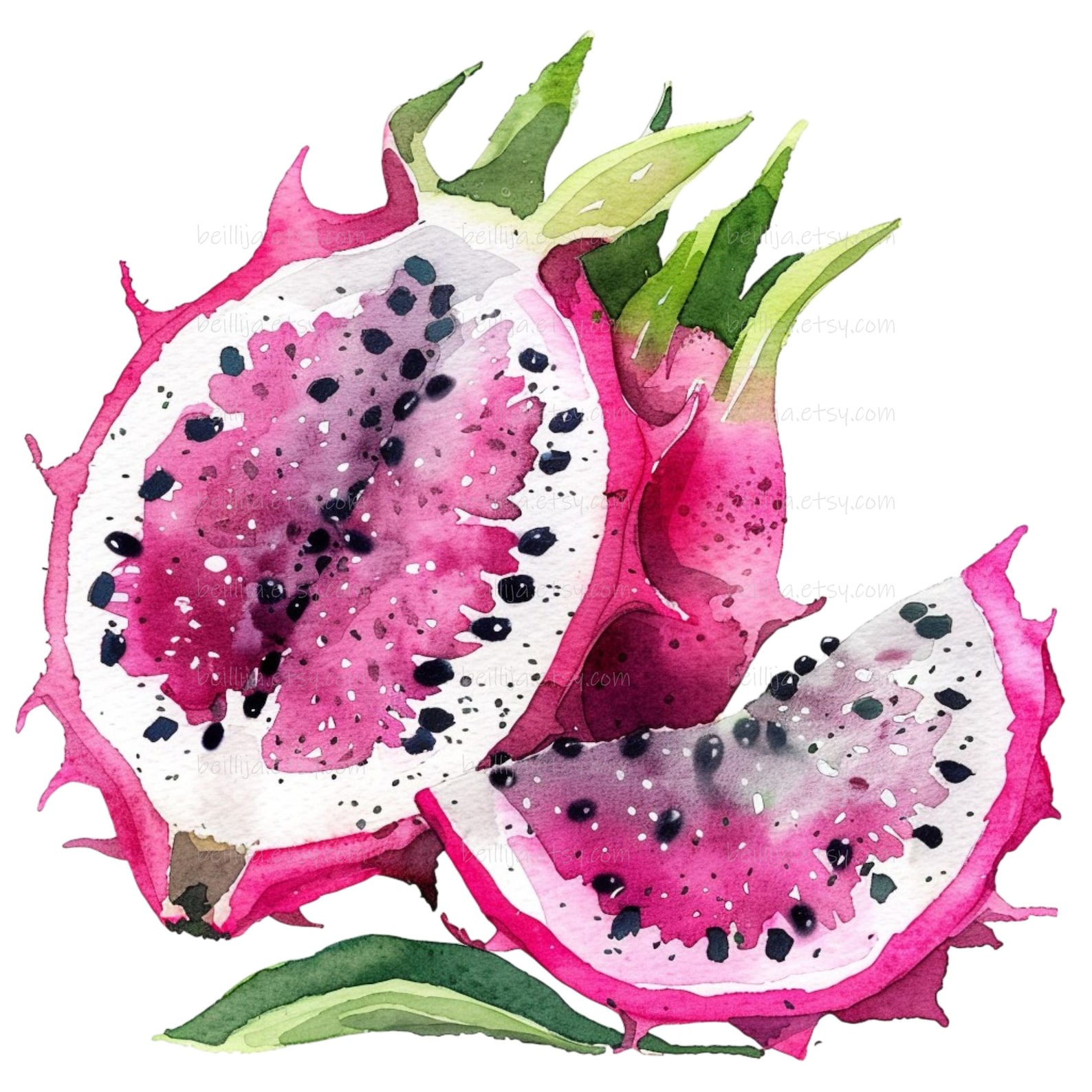 Watercolor Dragonfruit Clipart: Tropical Fruit Pngs (digital Download ...