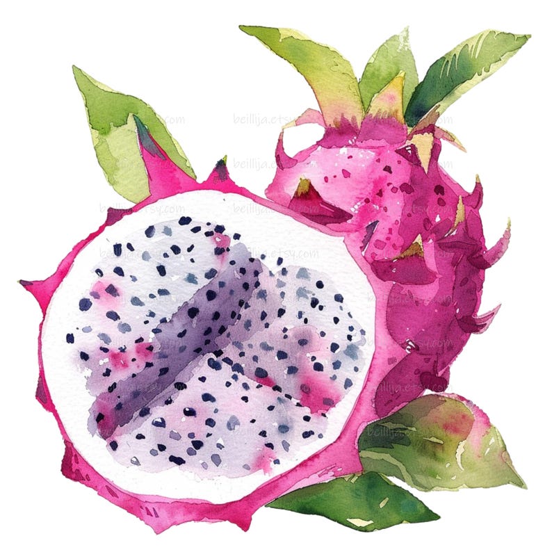 Watercolor Dragonfruit Clipart: Tropical Fruit Pngs (digital Download ...