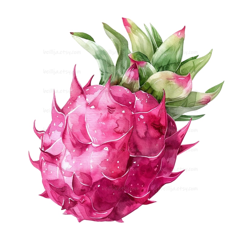 Watercolor Dragonfruit Clipart: Tropical Fruit 11 Pngs (digital ...