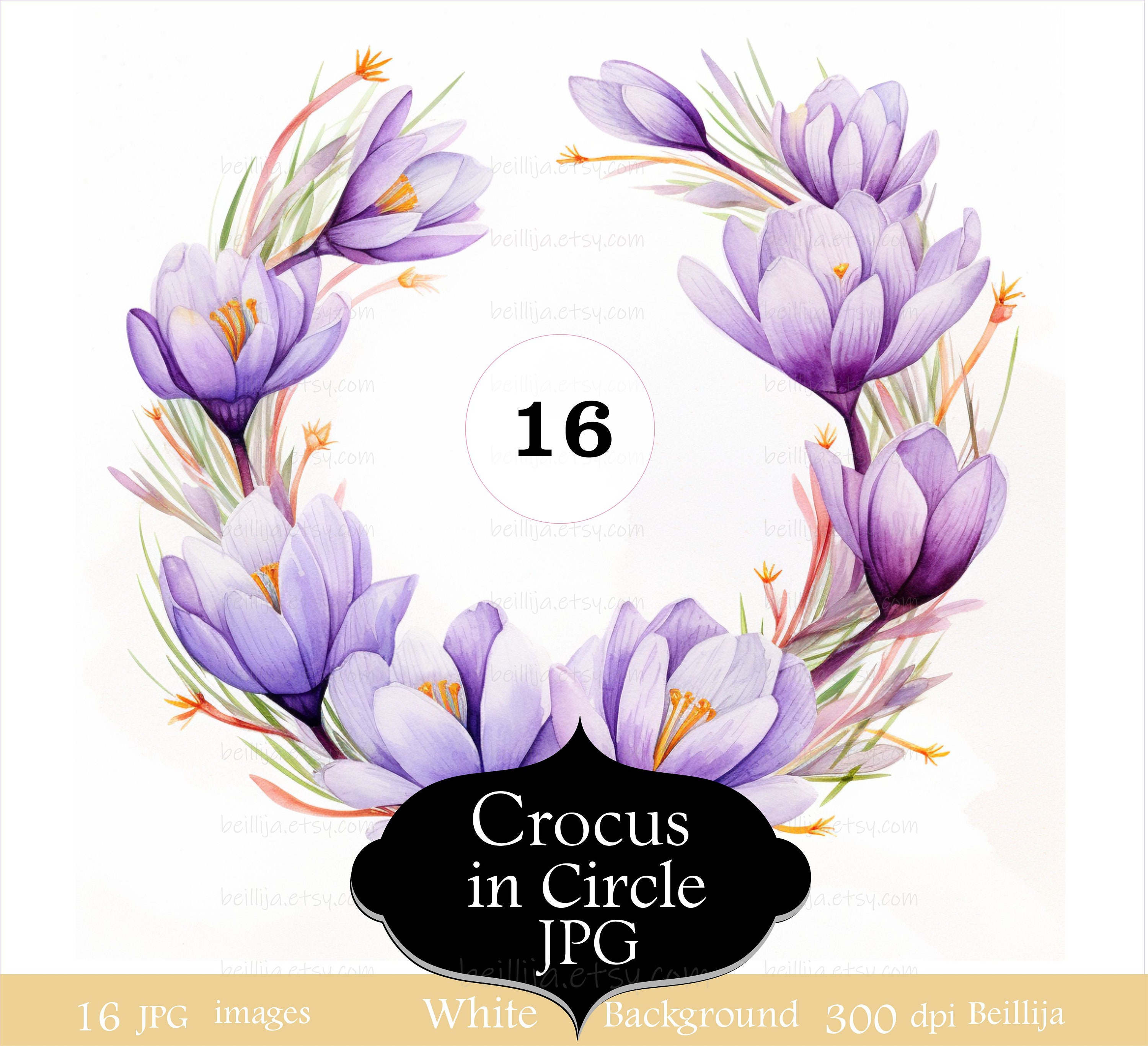 16 Purple Crocus Clipart, Watercolor Clipart, Garden Flowers Wreath ...