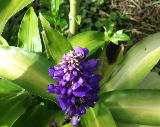 Weeping Blue Ginger Dichorisandra Penduliflora 10 Inch Pot FREE ...
