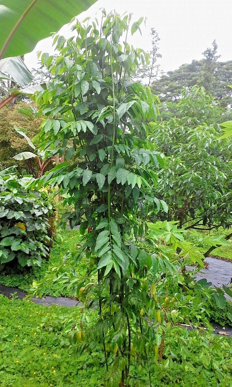 Lot of 5/10/20/50/100 Katuk Sauropus Androgynus Sweet Leaf Plant ...