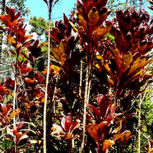 Varied Lot of 5/10/20/50 Red Ti Plant Cordyline Terminclis Cuttings ...