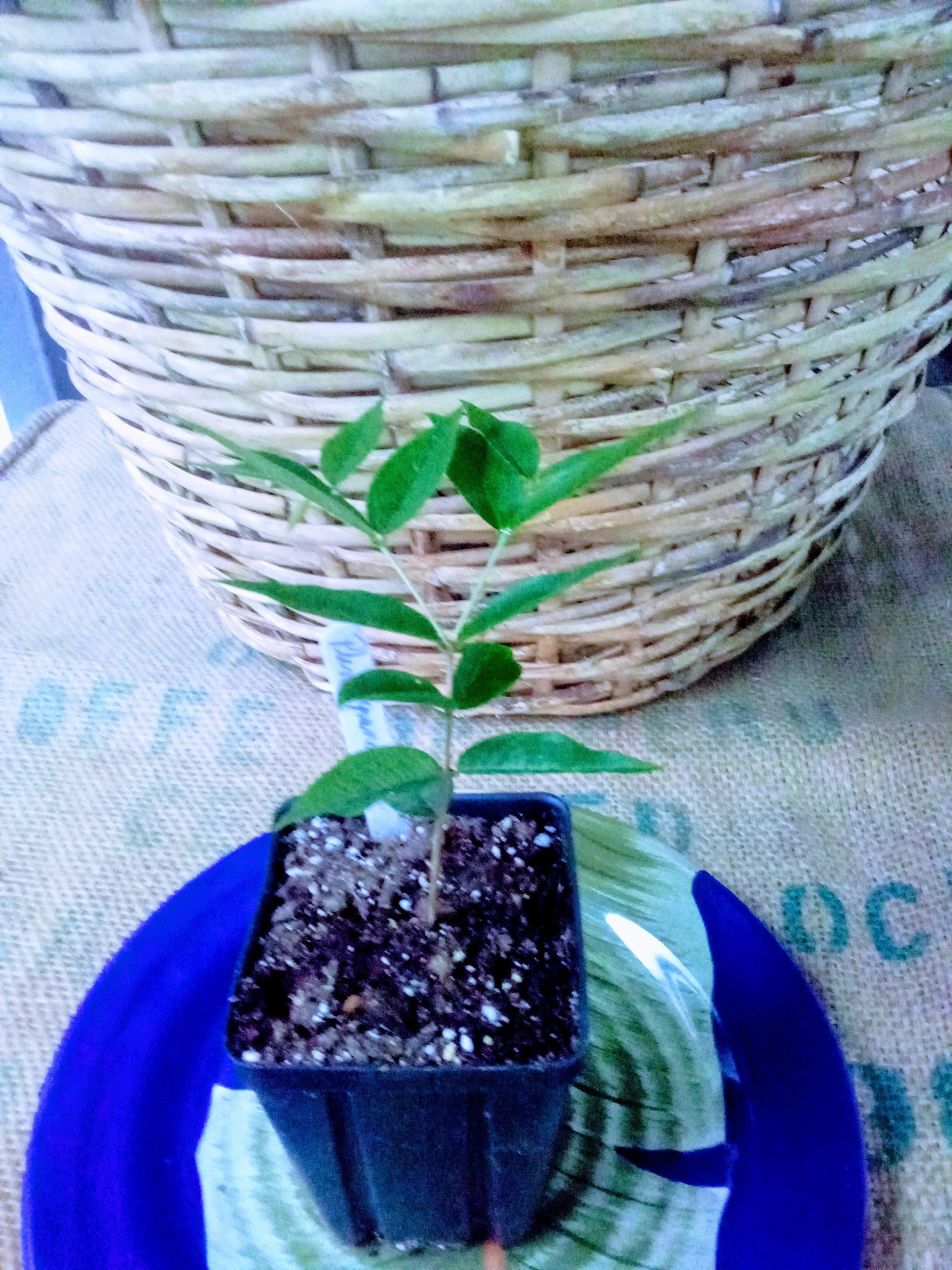 Giant Jaboticaba Plinia Grandifolia Plant Tree Seedling HAWAII - Etsy