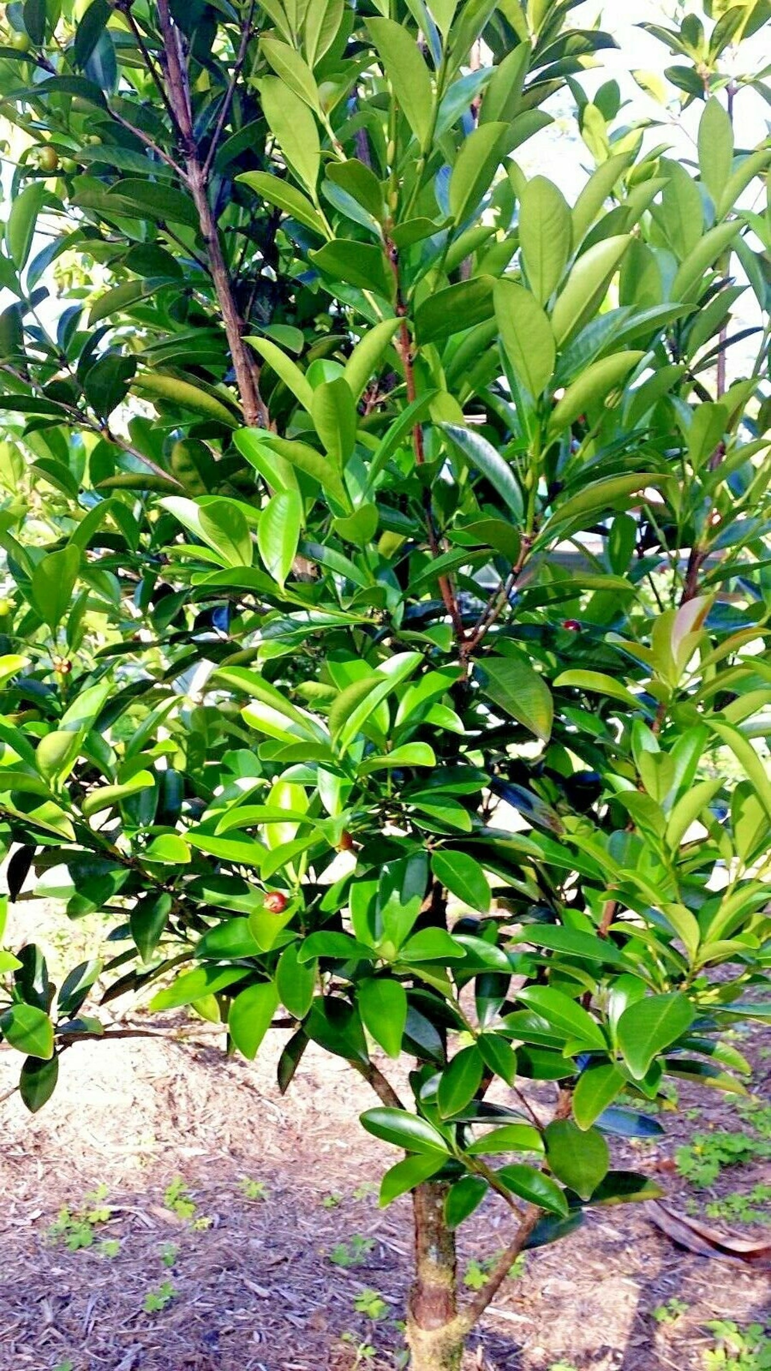 Lot of 10/20/30/100 GRUMICHAMA Brazilian Cherry Eugenia Brasiliensis ...