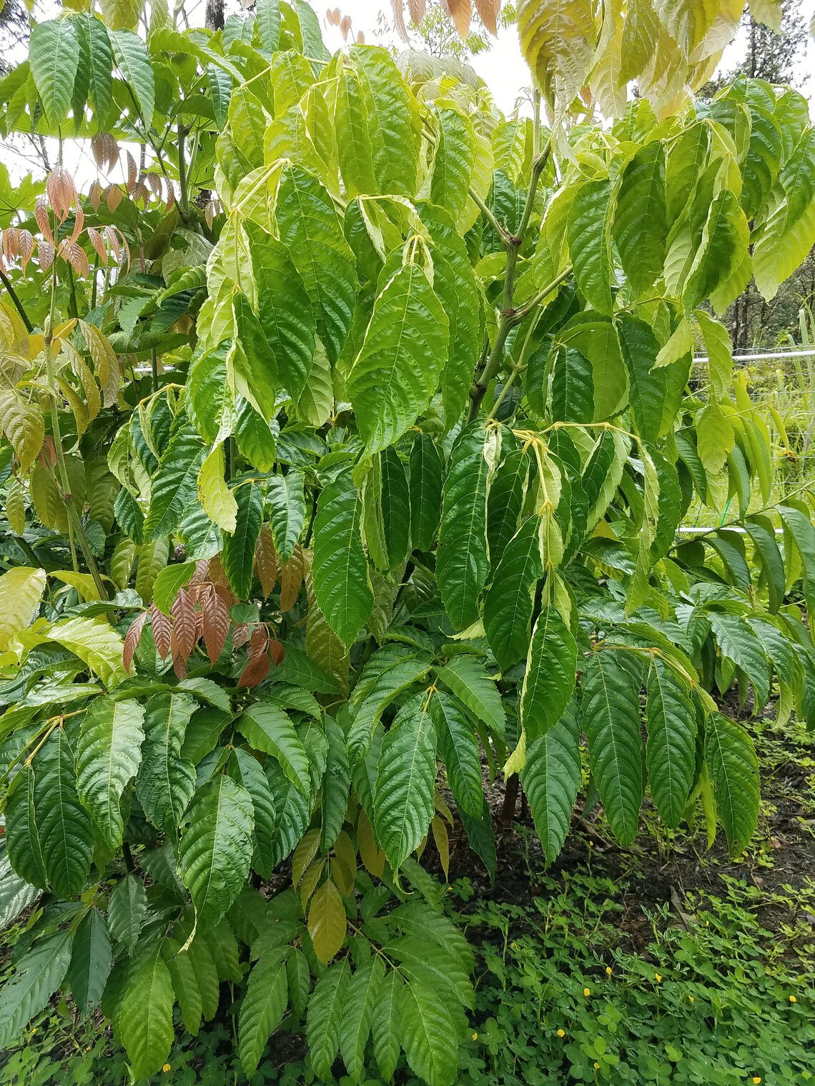 Lot of 5 Leea Indica Bandicoot Berry Tropical Cuttings FROM - Etsy