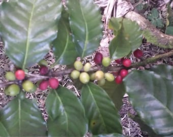 Coffee Plant Seeds/coffea Arabica Nana/perennial 5 - Etsy