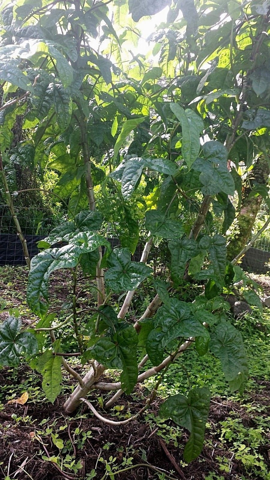 5 Bele Abelmoschus Manihot Edible Hibiscus Tonga Spinach Cuttings FROM ...