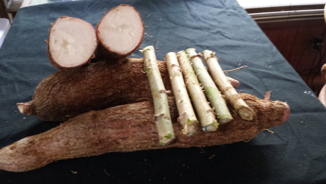 Lot of 5 Cassava White Yuca Manic Tapioca Stem Cuttings FROM HAWAII - Etsy
