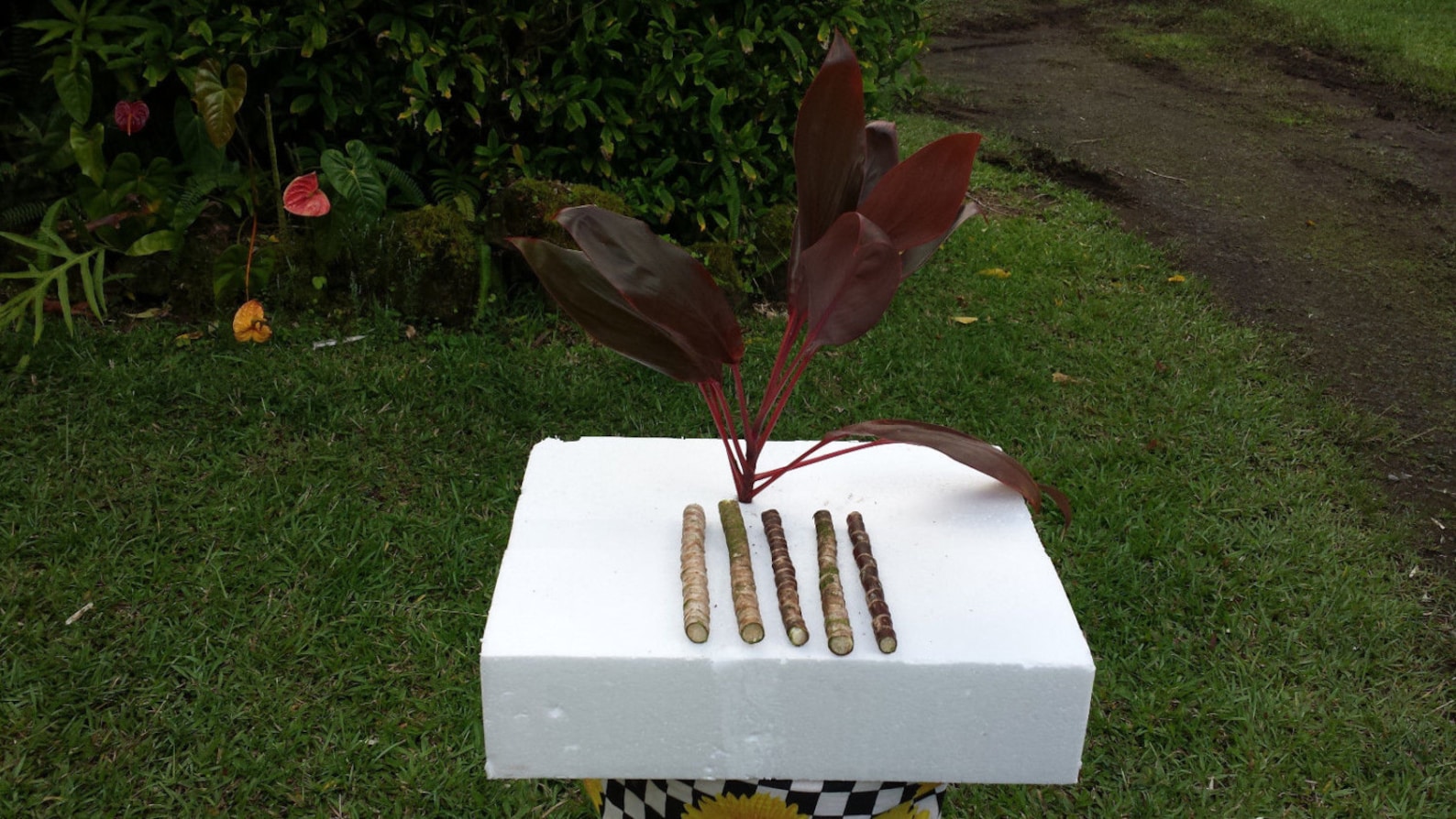 Varied Lot of 5/10/20/50 Red Ti Plant Cordyline Terminclis - Etsy