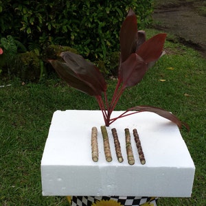 Varied Lot of 5/10/20/50 Red Ti Plant Cordyline Terminclis Cuttings ...