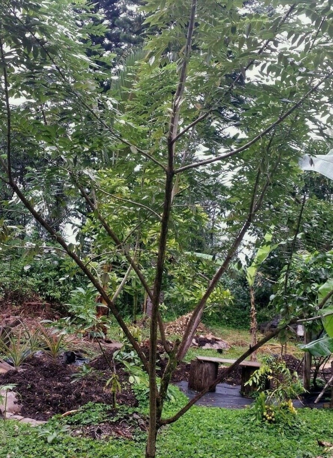 Lot of 4 Gliricidia Sepium Quickstick Mata Ratón 7" Cuttings FROM ...