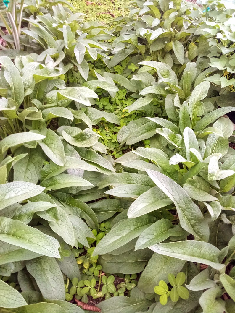 Lot of 5/10/20/50/100 Organic Russian Comfrey Bocking 14 Crowns Plants ...