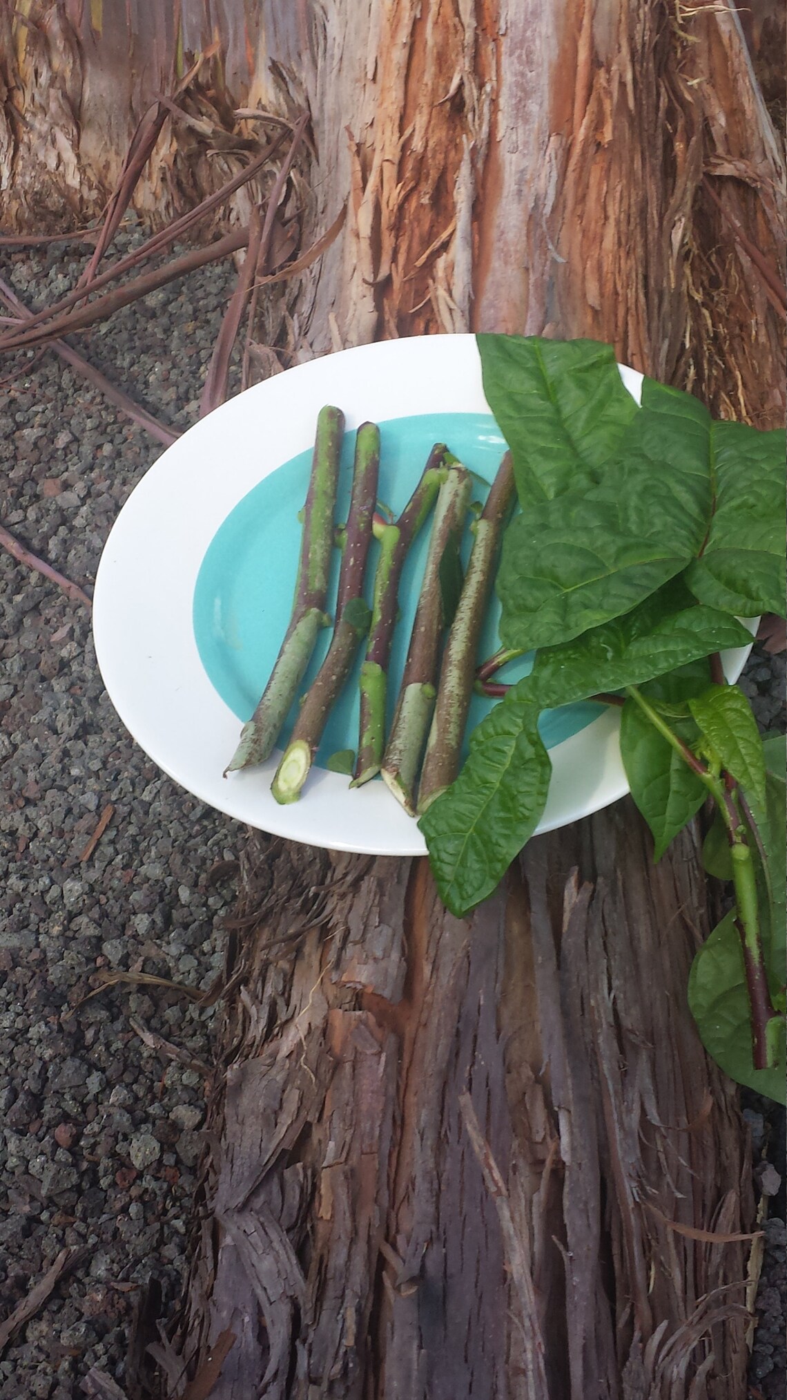 5 Bele Abelmoschus Manihot Edible Hibiscus Tonga Spinach - Etsy