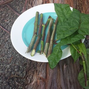 5 Bele Abelmoschus Manihot Edible Hibiscus Tonga Spinach Cuttings From ...