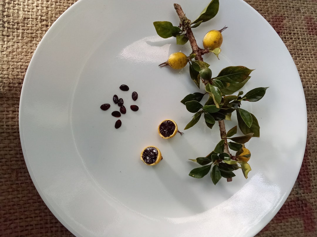 RARE Lot of 10/20/50/100 Blackberry Jam Fruit Randia Formosa Tropical ...