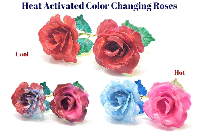 Gender Reveal Rose Magical Color Changing Red to Blue or Pink - Etsy