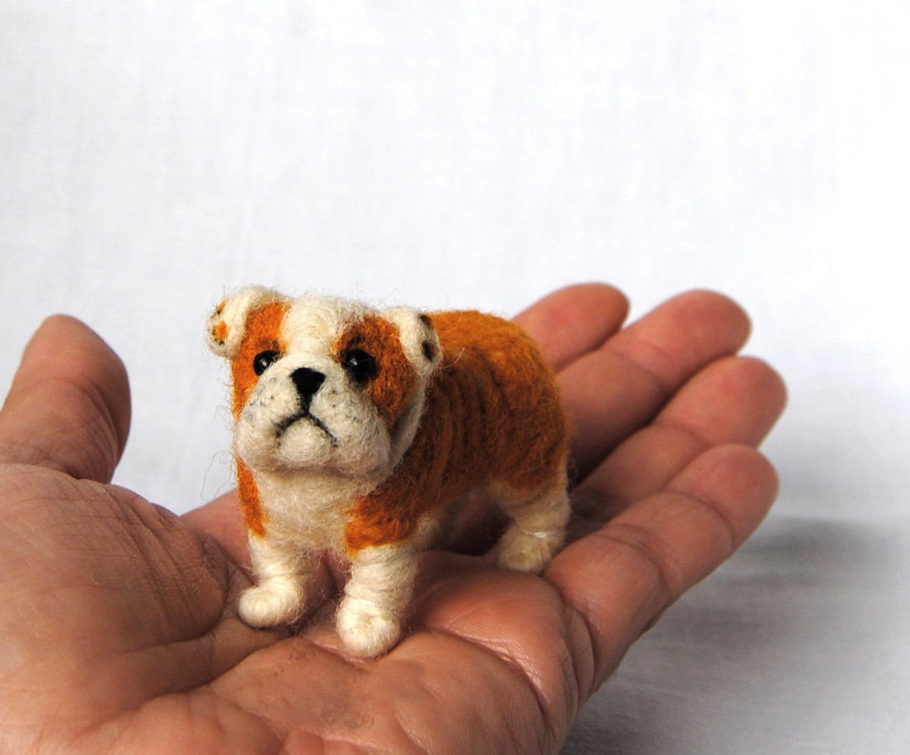 Full Grown Miniature English Bulldog