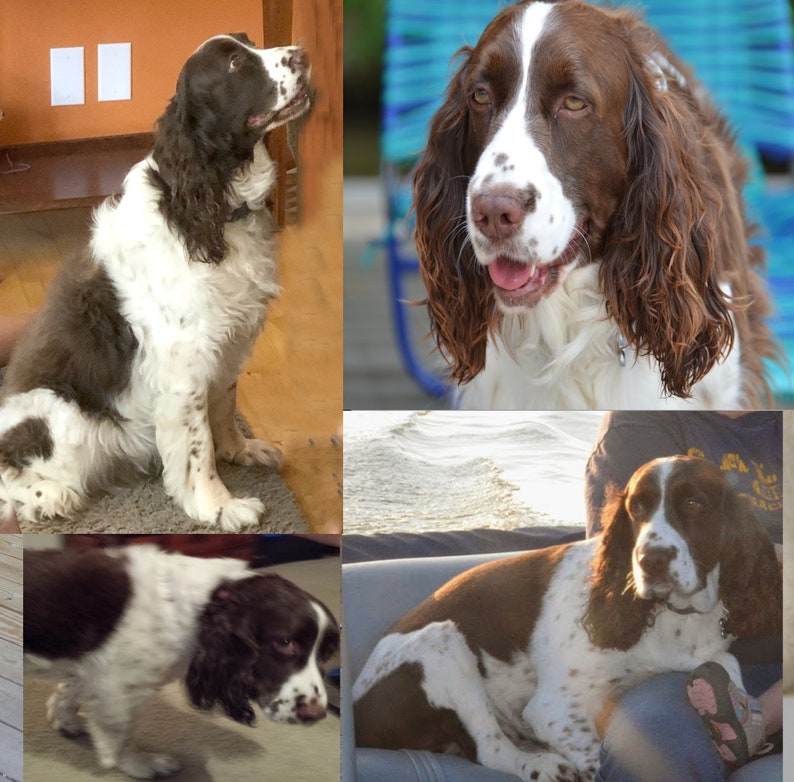 Custom Made Felt Dog, English Springer Spaniel or Any Other Breed ...