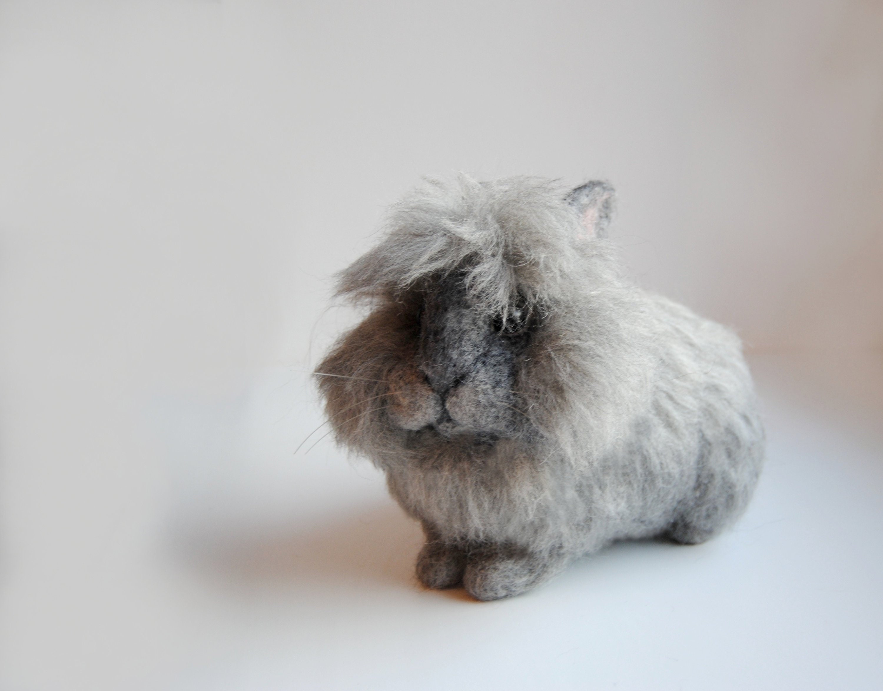 Grey Lionhead Rabbit