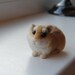 Robo Dwarf Hamster, Realistic Needle Felted Hamster - READY TO SHIP - Etsy