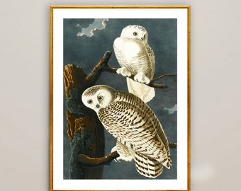 Audubon Owl Print - Etsy