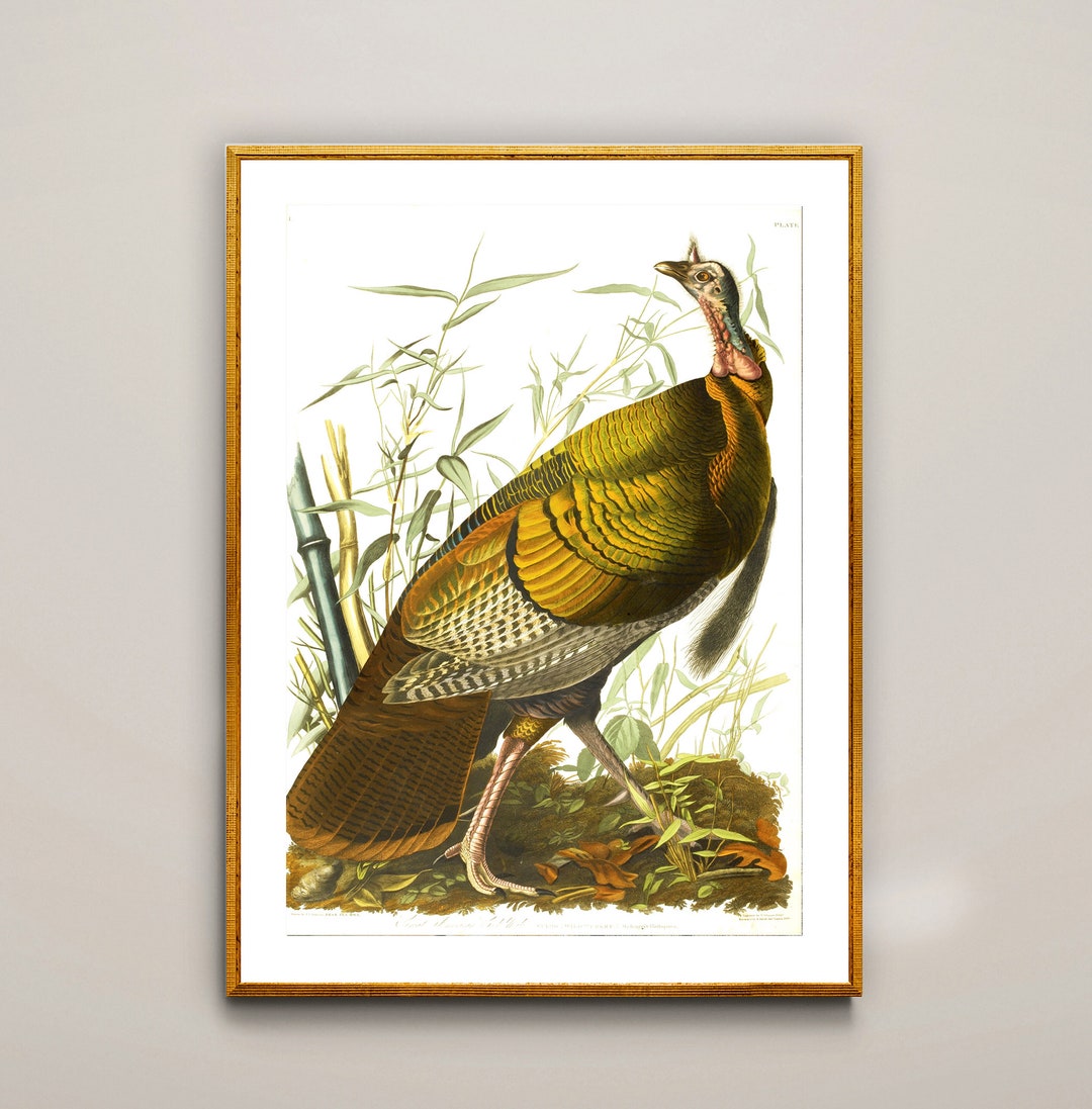 The Birds of America by John James Audubon Fine Art Print - Poster ...