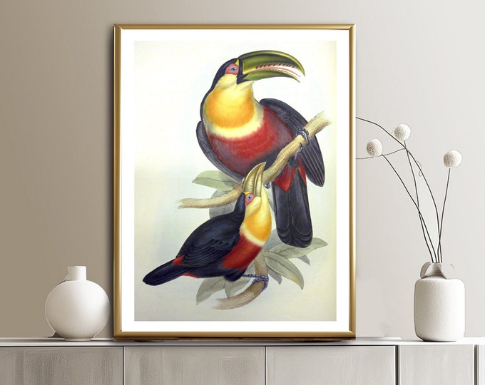 Antique Parrot Prints: Edward Lear 1832 Plates (digital Download ...
