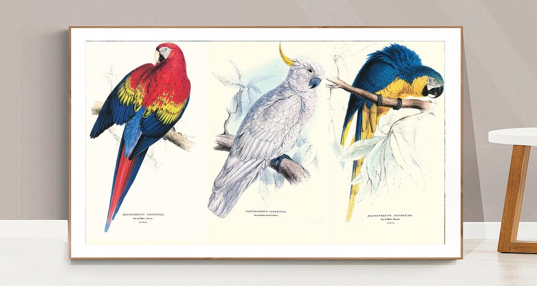 Edward Lear Vintage Birds Poster: Macaw Art Print - Etsy
