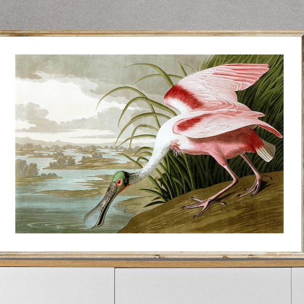 Roseate Spoonbill Poster - Etsy