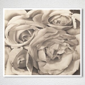 Roses by Tina Modotti Fine Art Print Poster Paper or Canvas Print ...