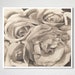 Roses by Tina Modotti Fine Art Print Poster Paper or Canvas Print ...