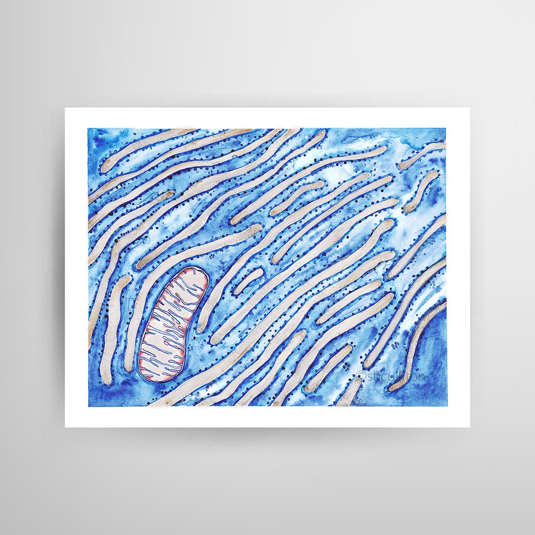 Endoplasmic Reticulum in Blue, Art Print, Science Art, Science Print ...