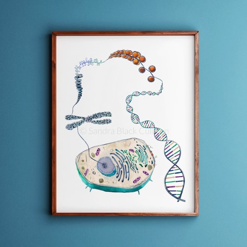 Mitosis Watercolor Print Science Mitosis Biology Art - Etsy