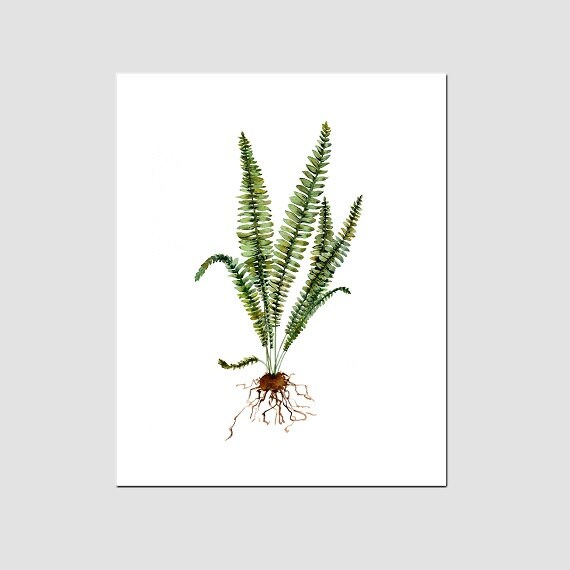 Fern Watercolor Fern Fern Print Fern Illustration - Etsy