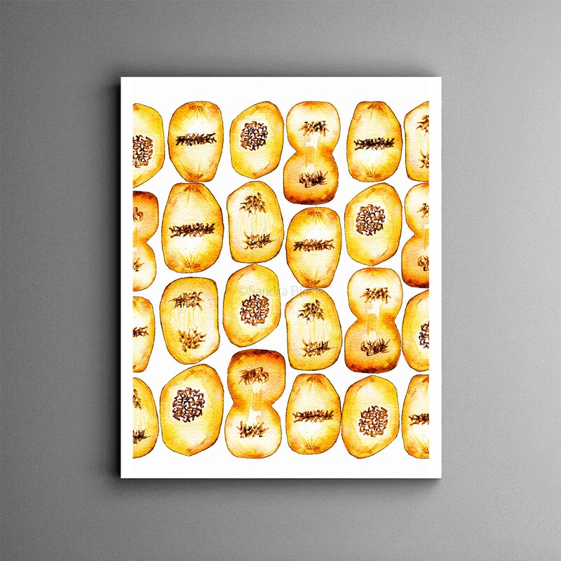 Mitosis Poster - Etsy
