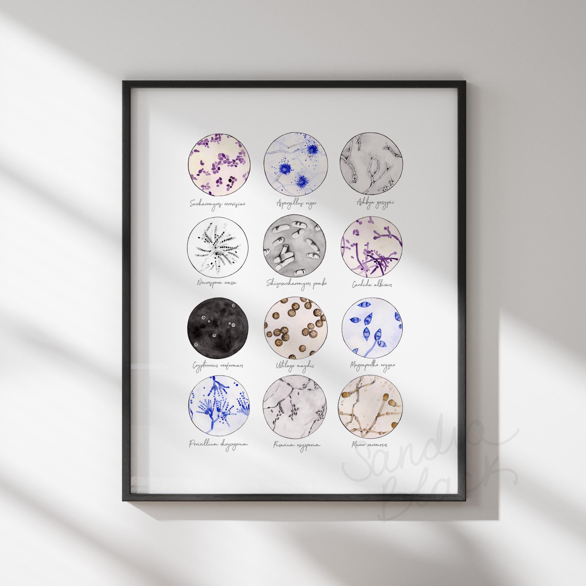 Fungi Collection, Science, Science Art, Mycology, Microbiology, Biology ...