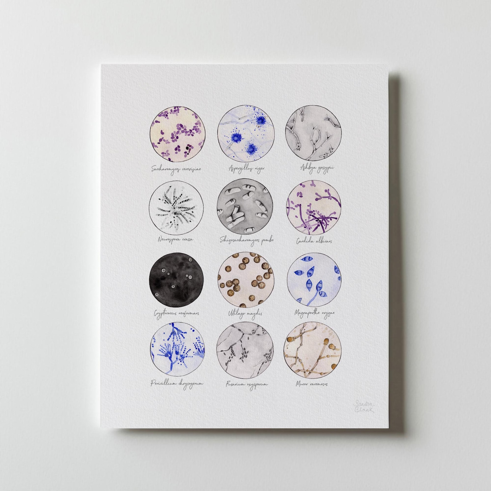 Fungi Collection, Science, Science Art, Mycology, Microbiology, Biology ...