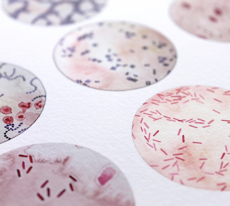 Microbe Collection Bacteria Bacteria Art Science Science - Etsy