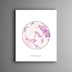 Clostridioides Difficile, Clostridium, Cdiff, Infectious Disease ...