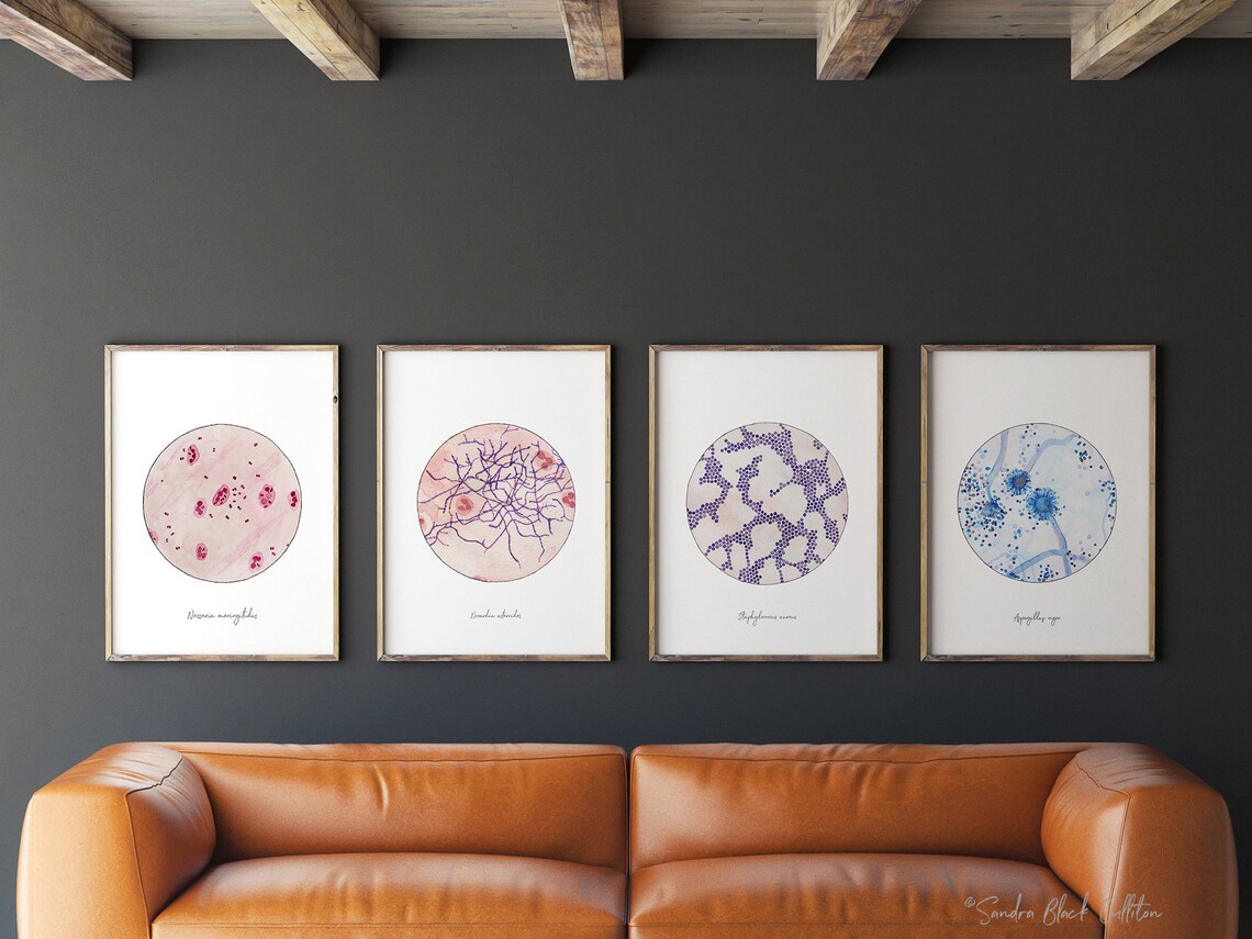 Staphylococcus Aureus, Bacteria Art, Bacteria, Science Art, Science ...
