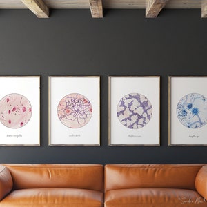 Staphylococcus Aureus, Bacteria Art, Bacteria, Science Art, Science ...
