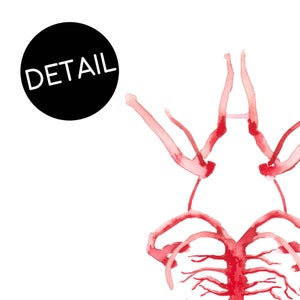 Circle of Willis, Medicine, Medical Art, Medical Print, Anatomy ...