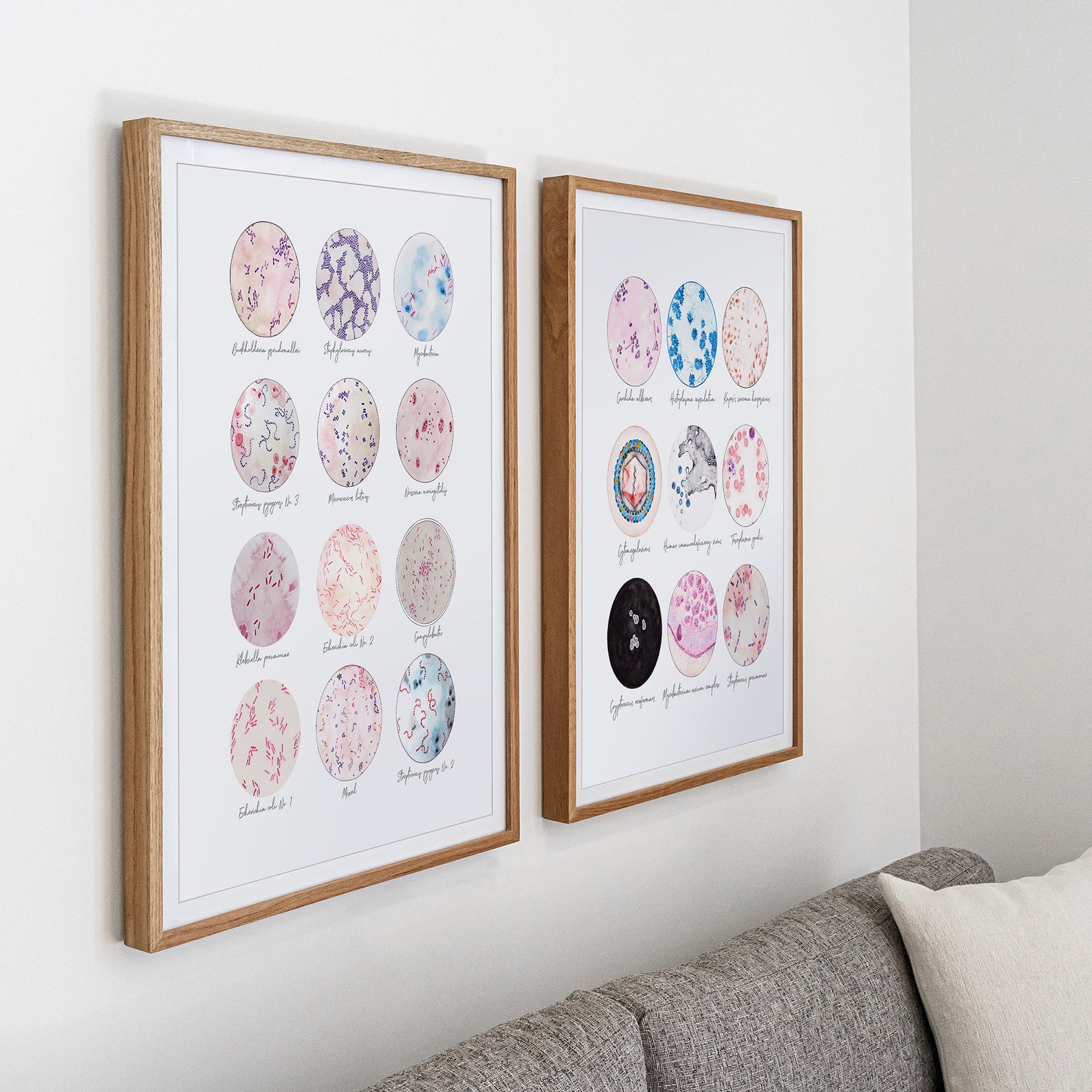 Microbe Collection, Bacteria, Bacteria Art, Science, Science Art ...