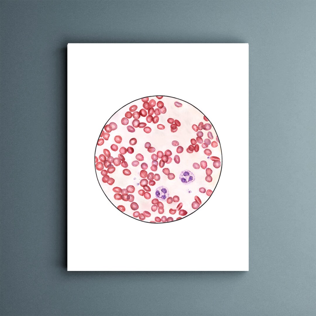 Blood Smear 2, Science Art, Biology Art, Science Gift, Red Blood Cell ...